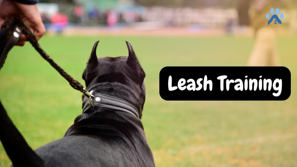 Train Your Dog To Walk On A Leash: A Step-by-Step Guide