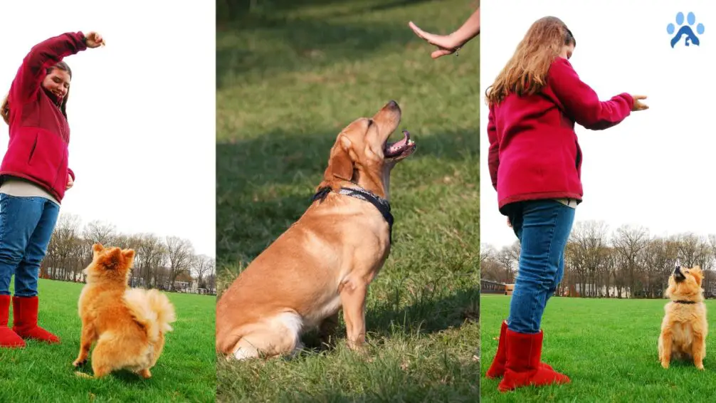 Training Dogs With Hand Signals: A Comprehensive Guide