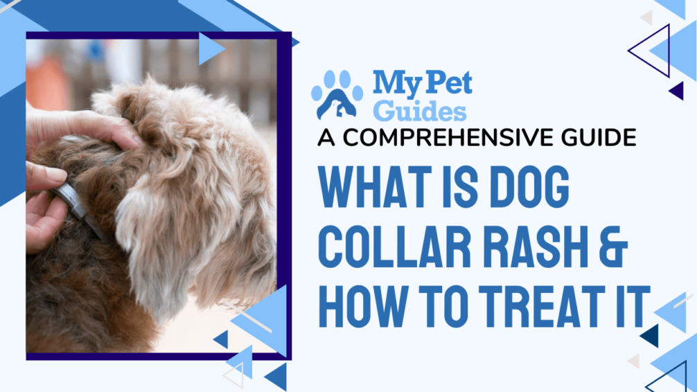 What Is Dog Collar Rash & How To Treat It: A Comprehensive Guide