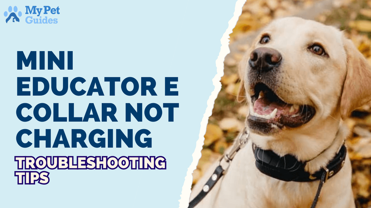 Mini Educator E Collar Not Charging: Troubleshooting Tips