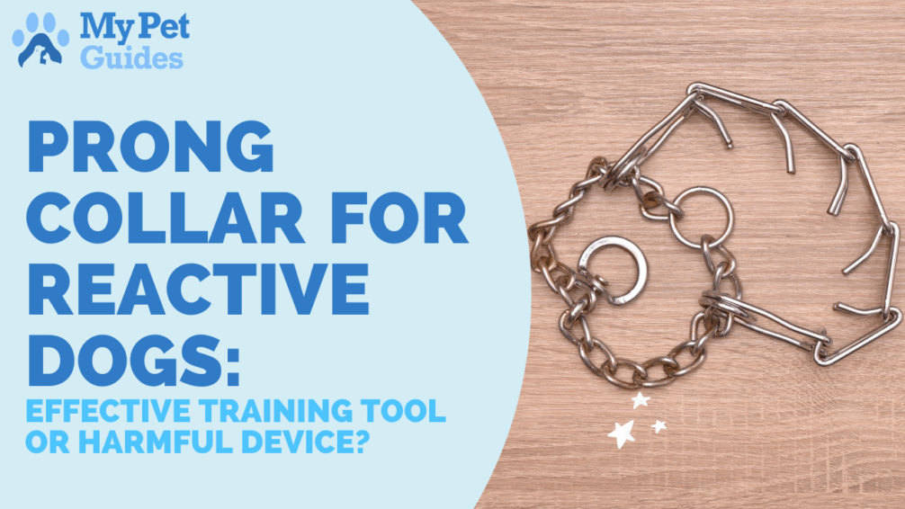 Prong Collar For Reactive Dogs: Effective Training Tool Or Harmful Device?