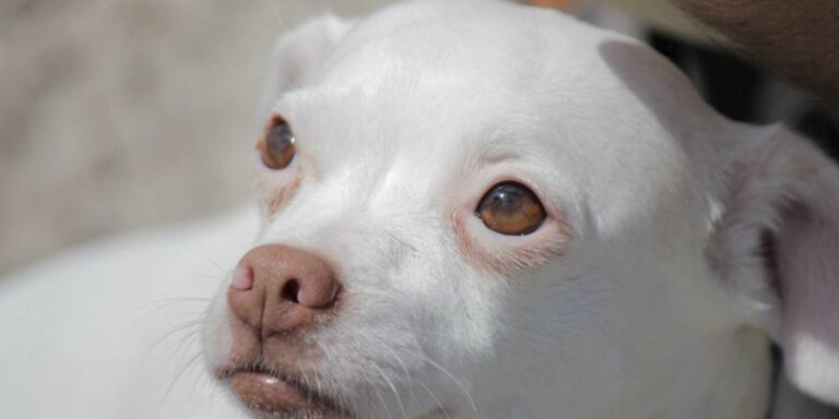 Scabies In Dogs: Treatments That Work